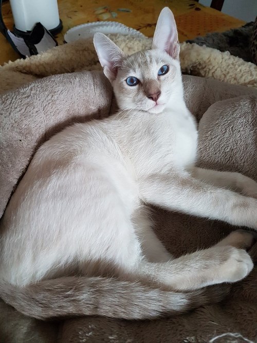 siamese kittens and news